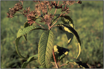 Gravel Root, Eupatorium purpurea; (Compositae)
