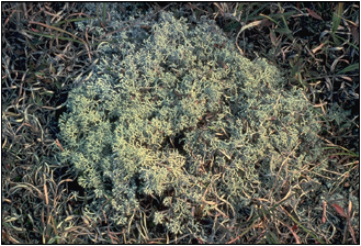 Iceland Moss, Cetraria islandica; (Parmeliaceae)