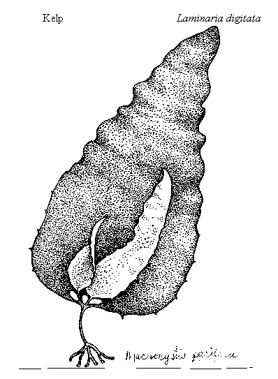 Kelp, Laminaria spp.; (Laminariaceae)